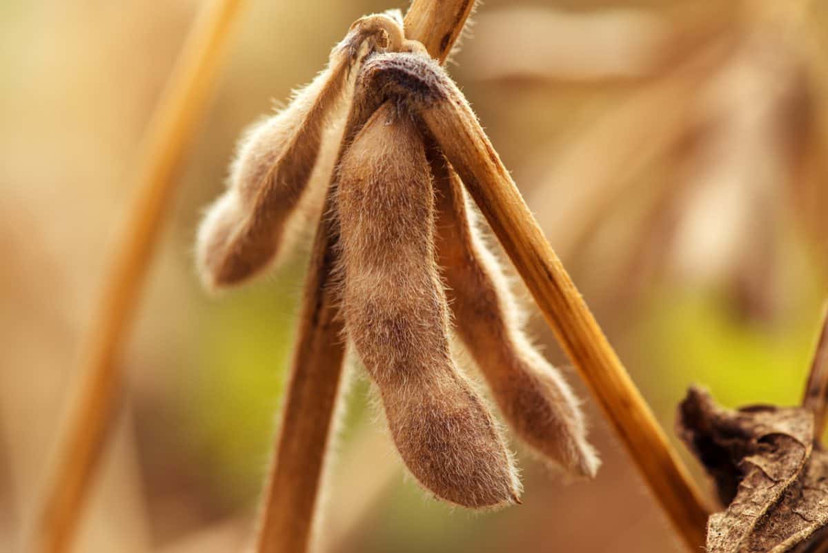 Dessecação em pré-colheita de soja: Como fazer de maneira eficiente Dessecação em pré-colheita de soja: Como fazer de maneira eficiente